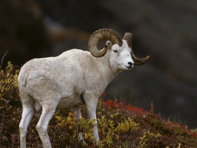 Горный баран - обои для рабочего стола, картинки, фото