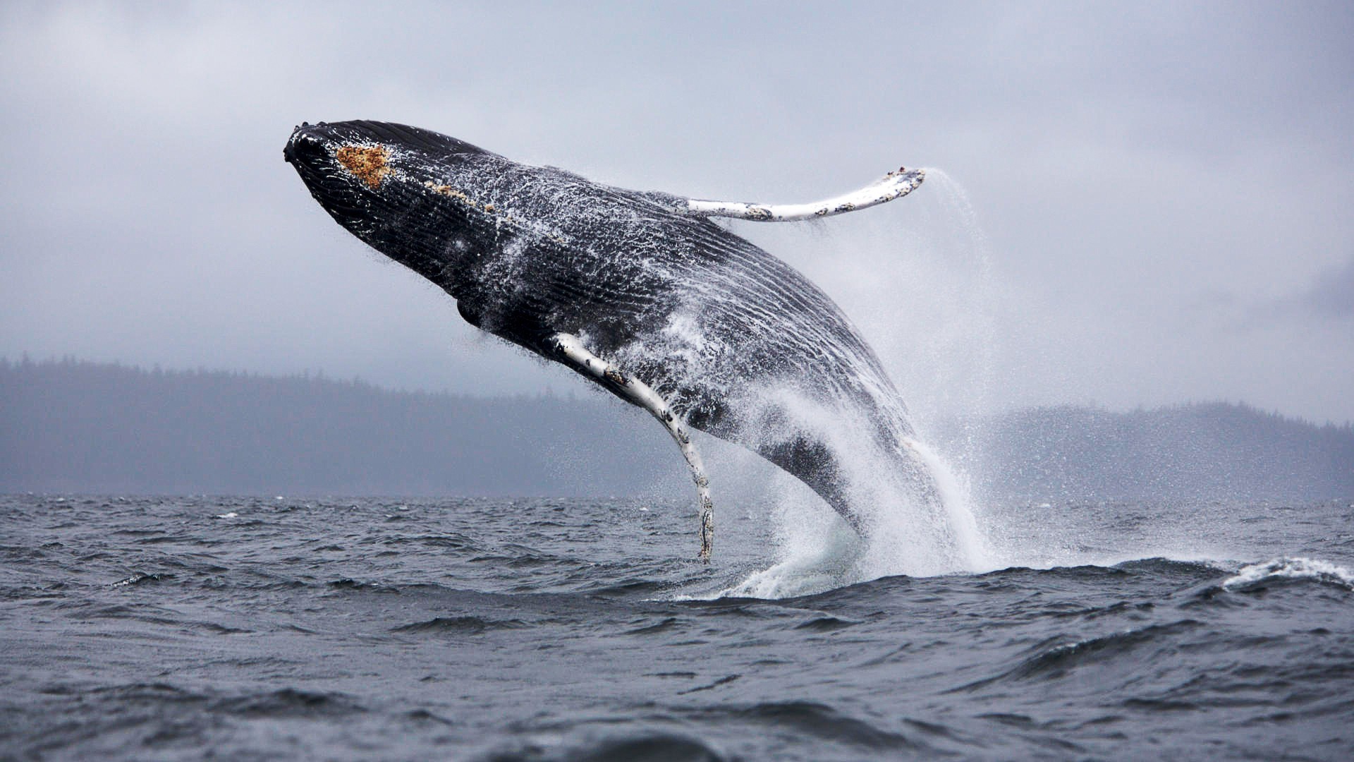 Whales jumping out of the sea water wallpapers and images - wallpapers ...