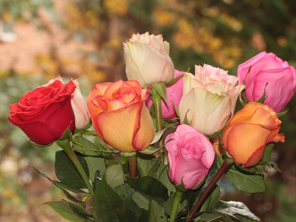 Bouquet of beautiful multi-colored roses close-up Desktop wallpapers 1024x768