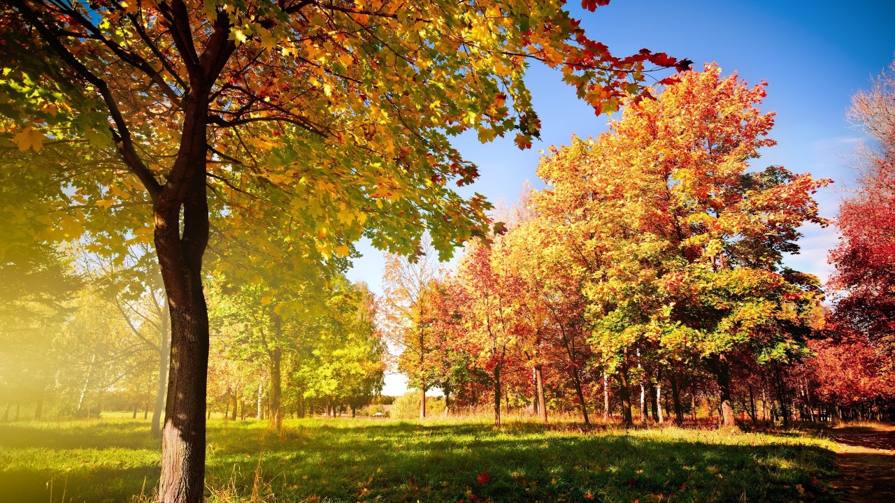 fall trees computer background