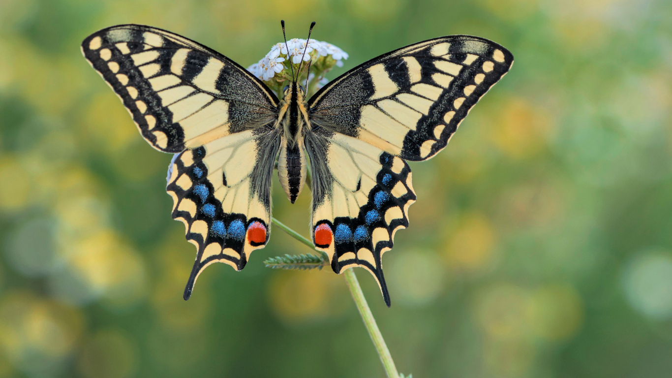 Бабочка махаон на траве Обои для рабочего стола 1366x768