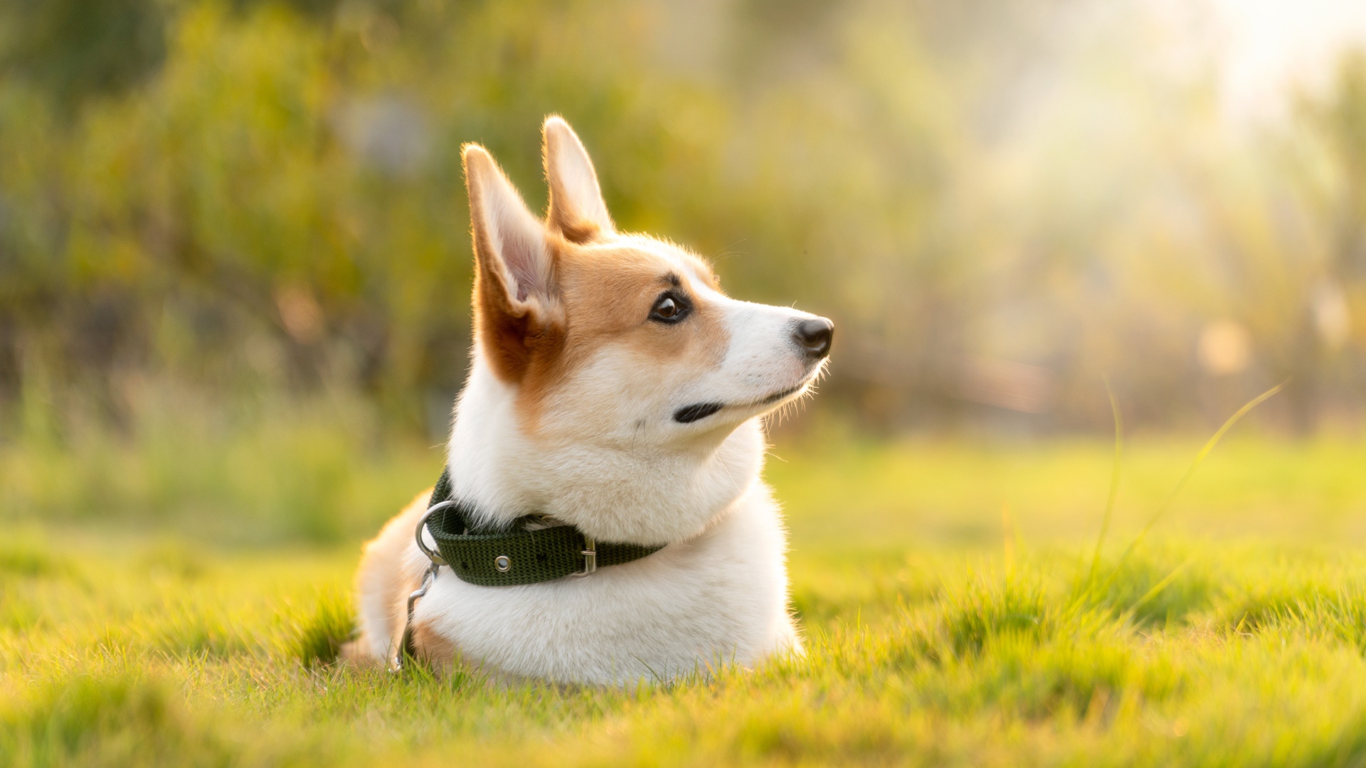 Corgi Wallpaper Widescreen