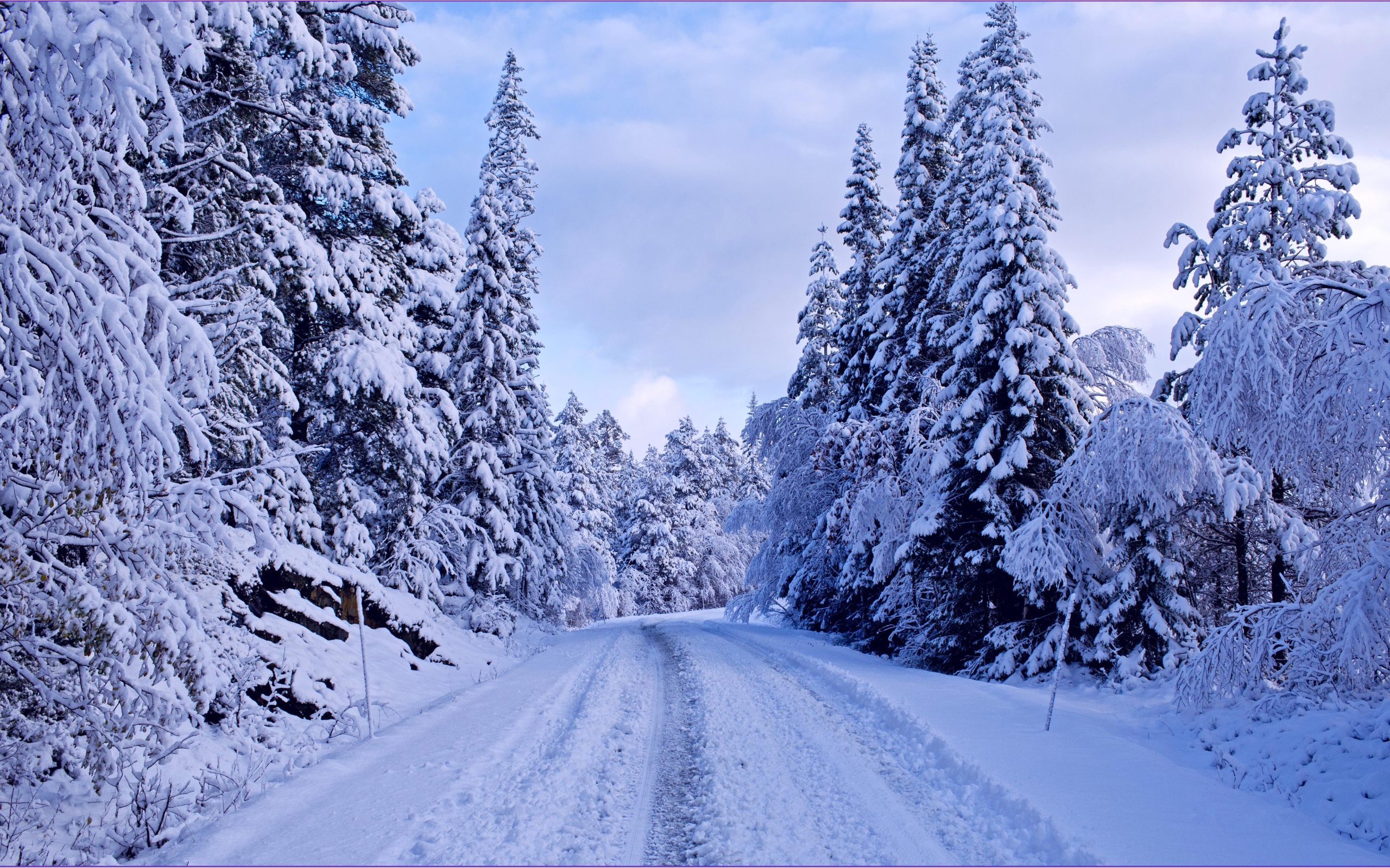 Snow-covered road through the trees Desktop wallpapers 2560x1600