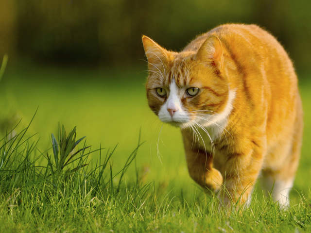 Prowling Cat wallpapers and images - wallpapers, pictures, photos