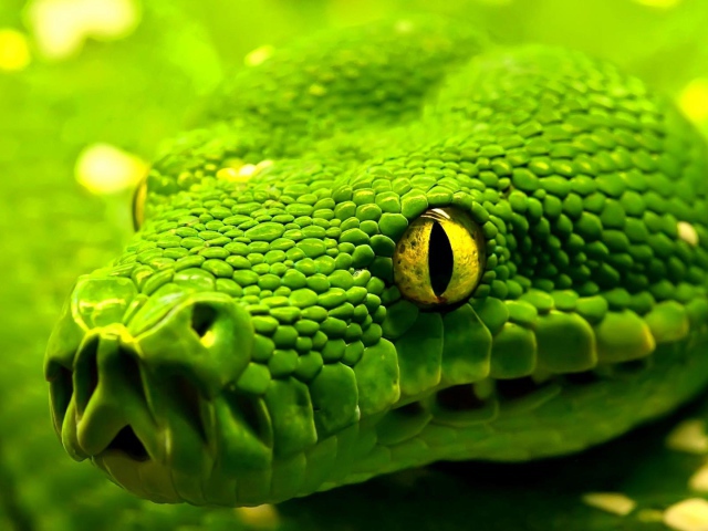 Light green snake wallpapers and images - wallpapers, pictures, photos