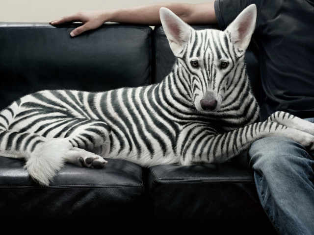 Striped dog wallpapers and images - wallpapers, pictures, photos