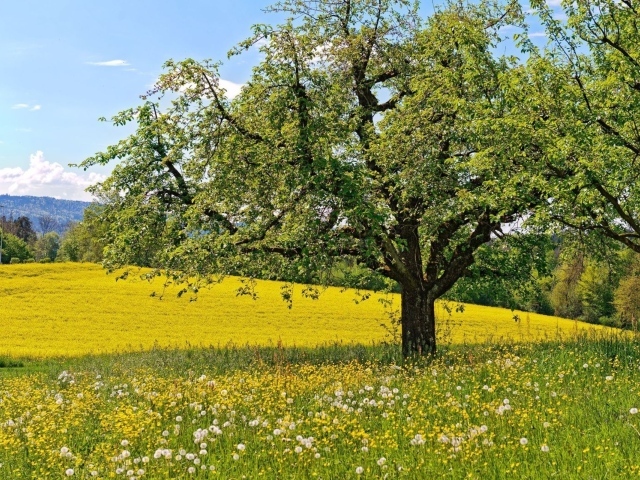 Beautiful spring tree wallpapers and images - wallpapers, pictures, photos