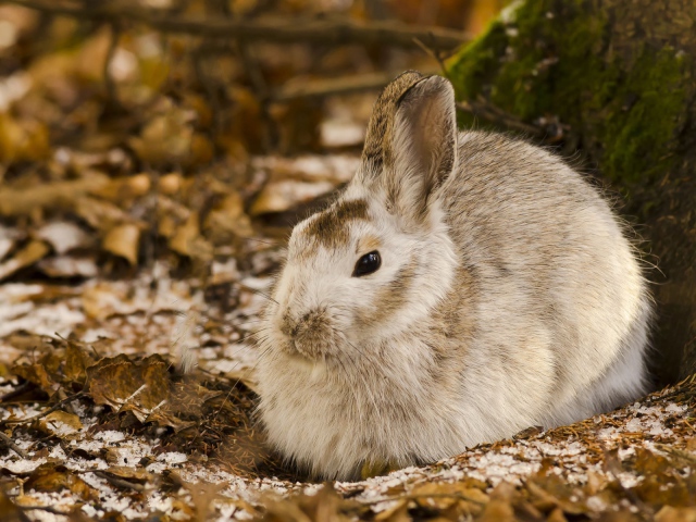 White wild rabbit wallpapers and images - wallpapers, pictures, photos