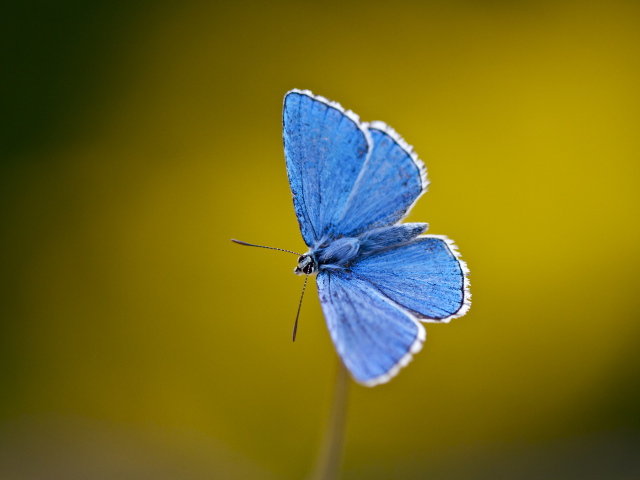 Small blue butterfly close-up wallpapers and images - wallpapers ...