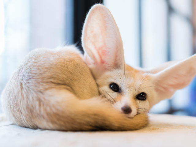 Fox Fenech with big ears wallpapers and images - wallpapers, pictures ...