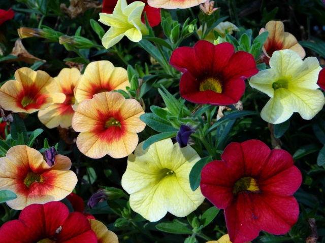 Beautiful multi-colored garden flowers of petunia wallpapers and images ...