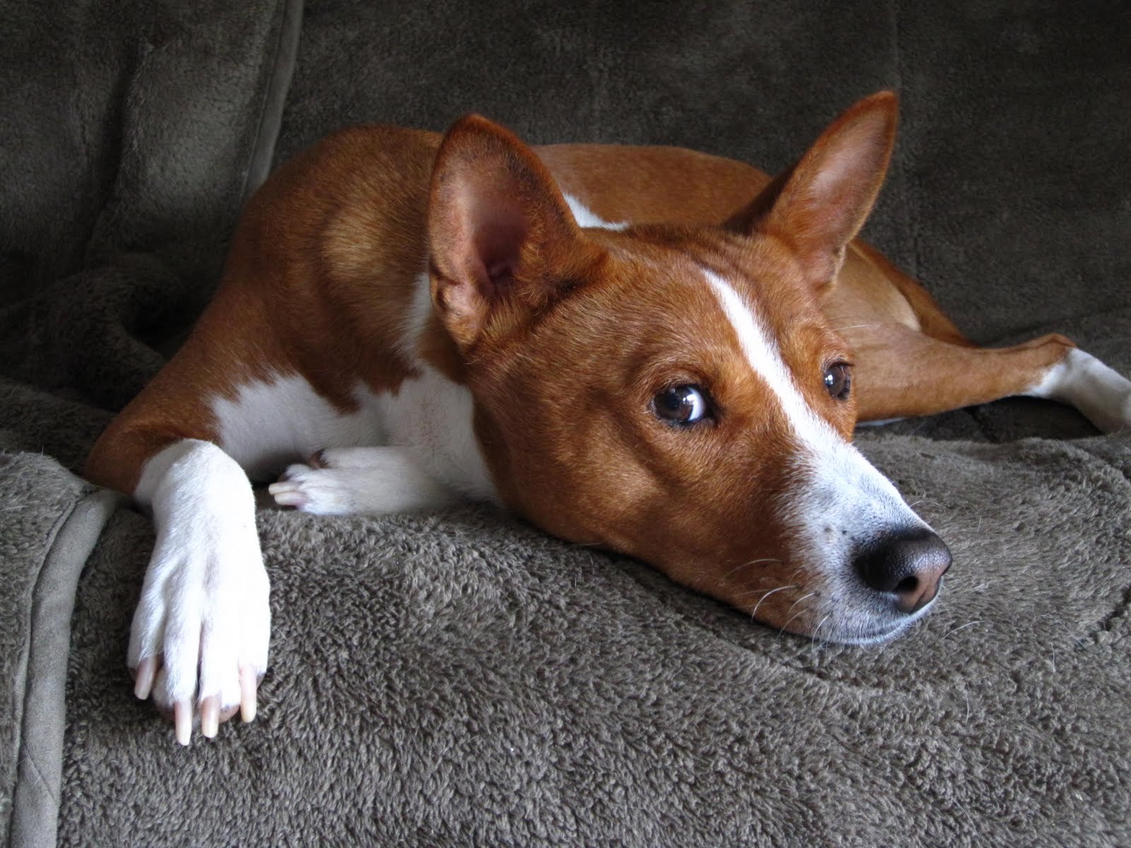 file_download Beautiful breed dog Basenji looking at the photographer
