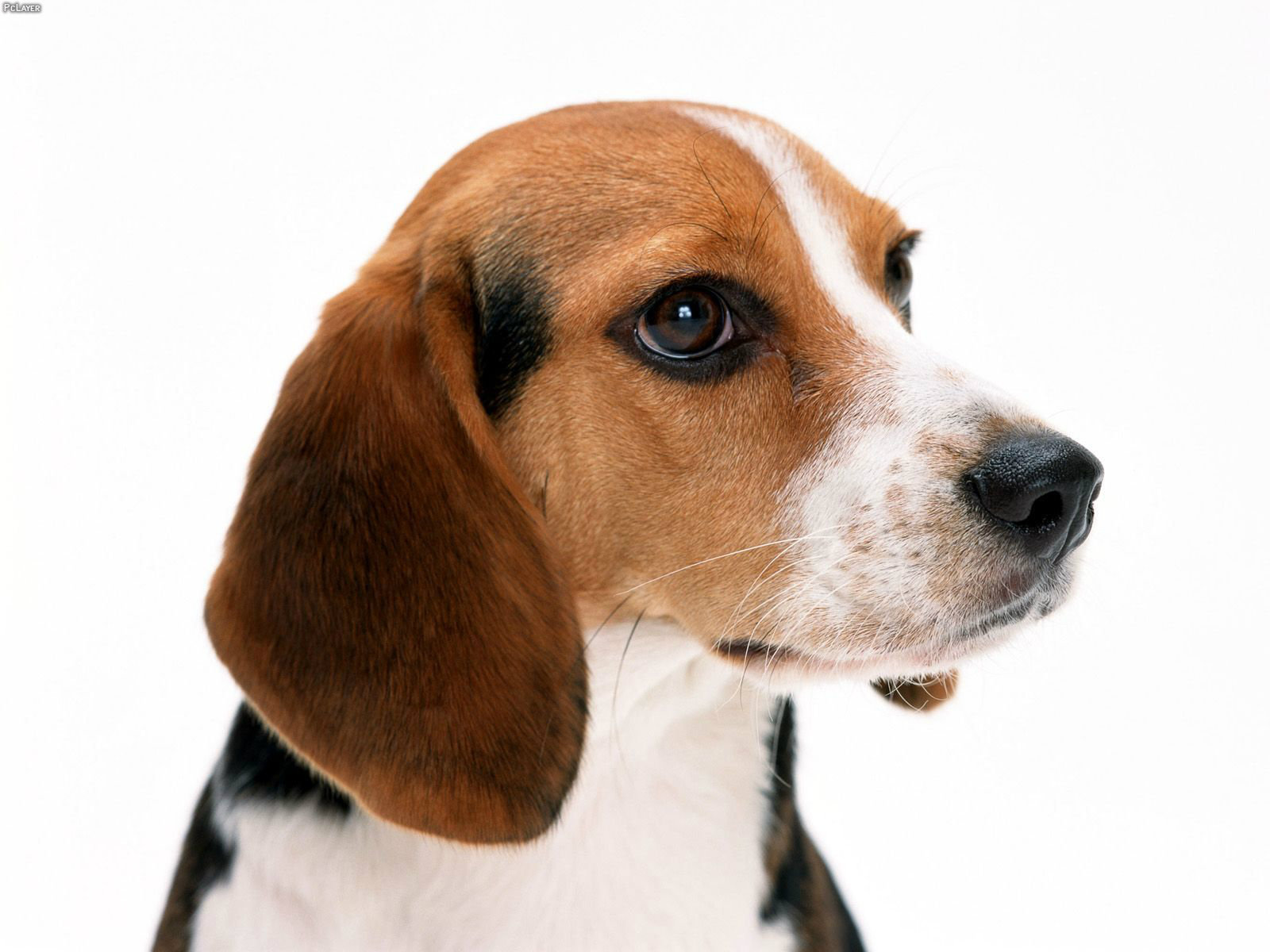 Dog beagle on a white background closeup wallpapers and images ...