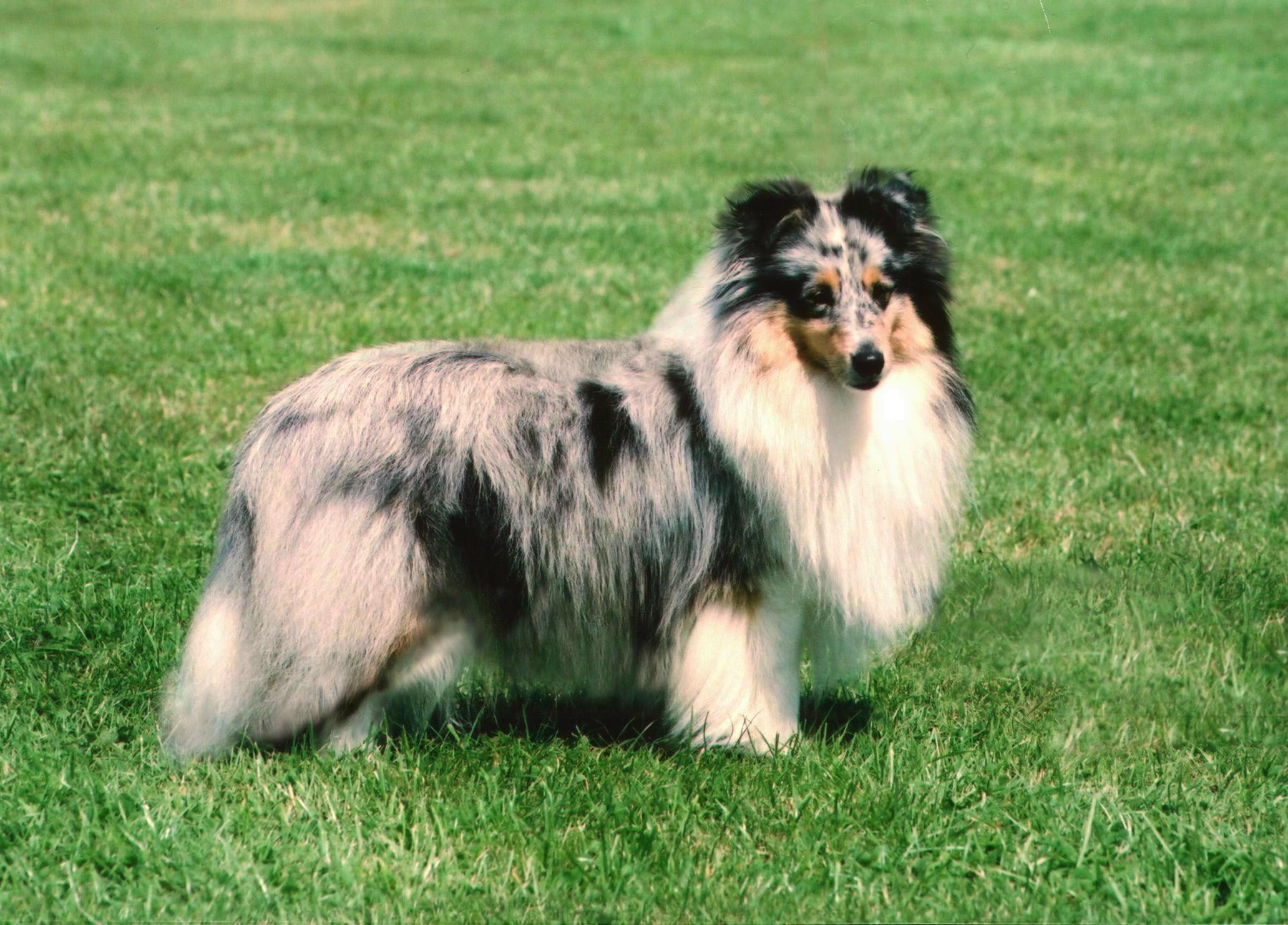 file_download Sheltie breed dog posing on the grass in the summer