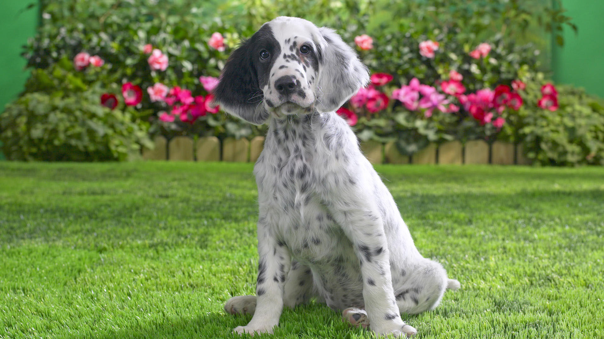 file_download Young English setter on the flower background