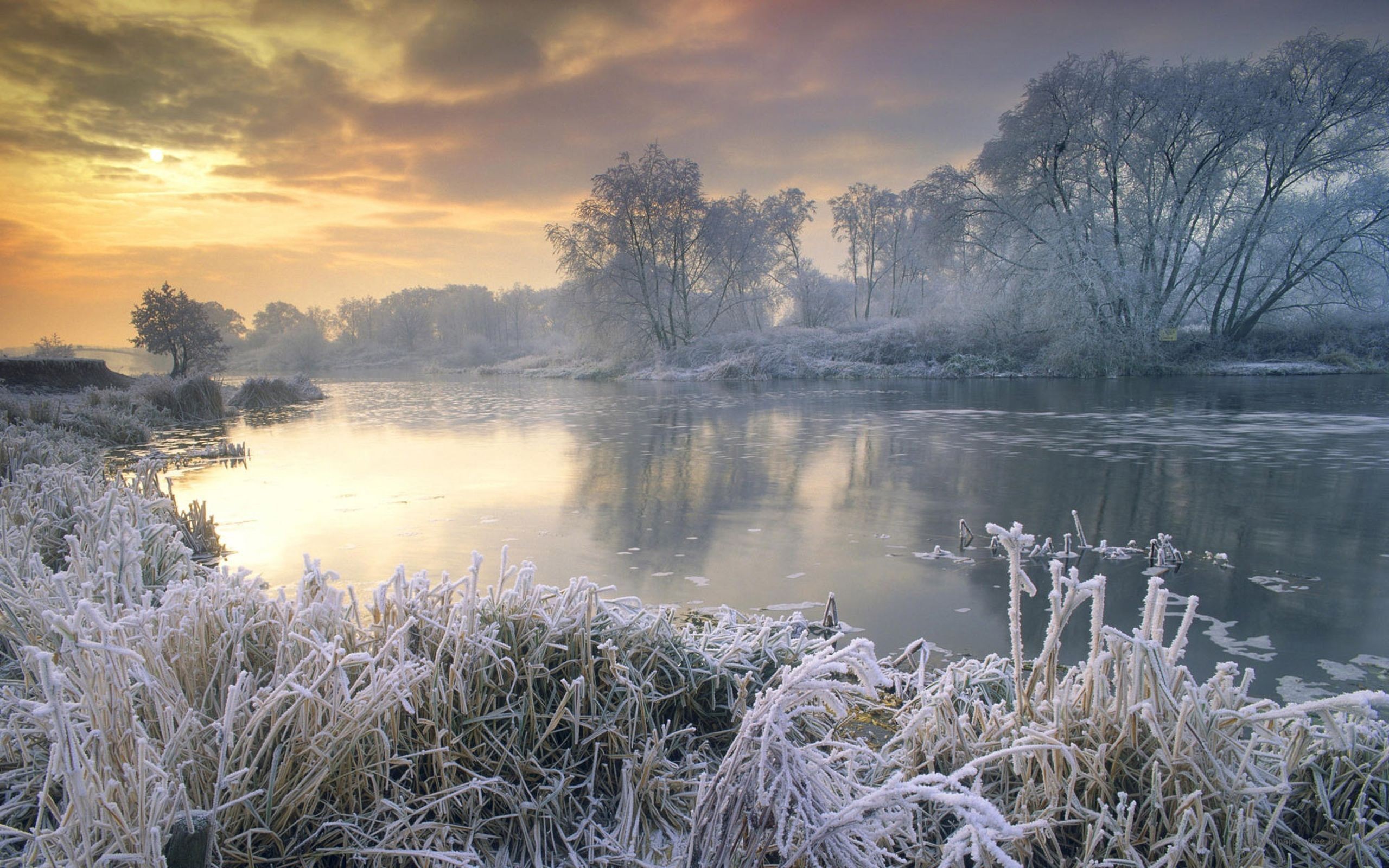 Covered with hoarfrost grass wallpapers and images - wallpapers ...