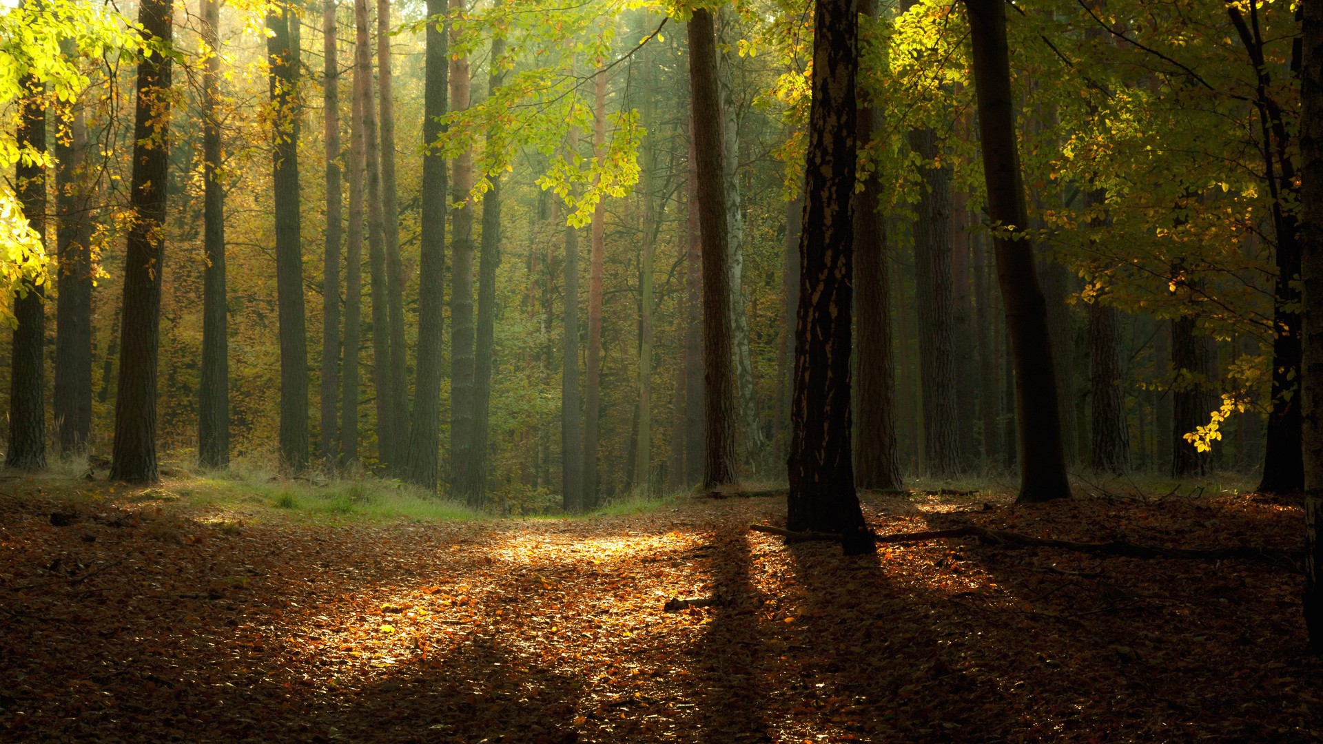 Sunny day in the forest wallpapers and images - wallpapers, pictures ...