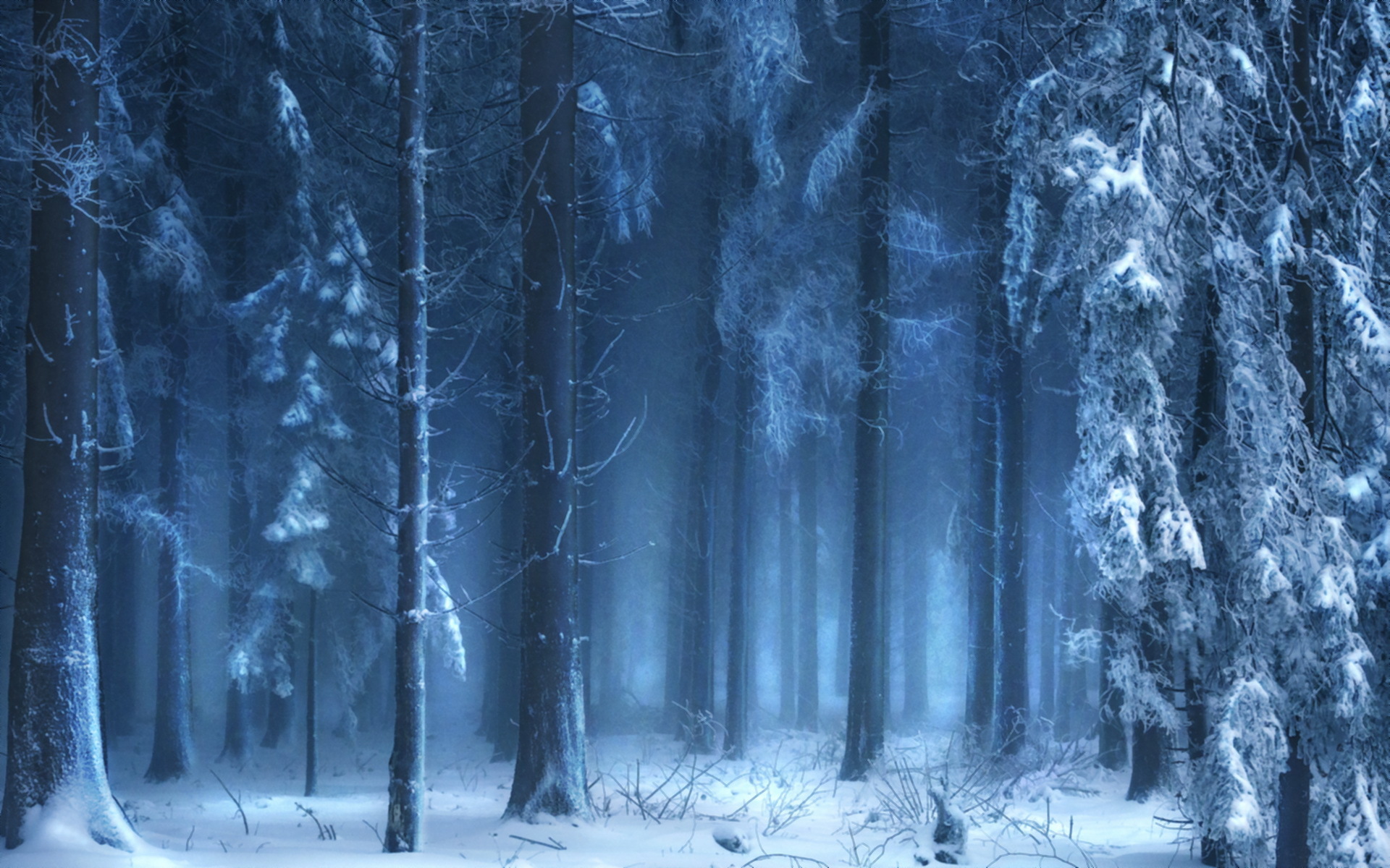 Winter forest in fog wallpapers and images - wallpapers, pictures, photos