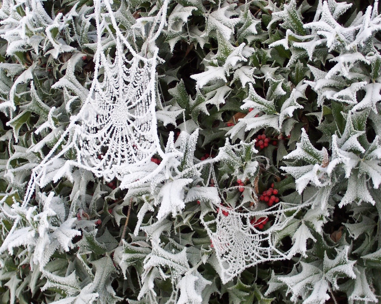 Паутина в инее - обои для рабочего стола, картинки, фото