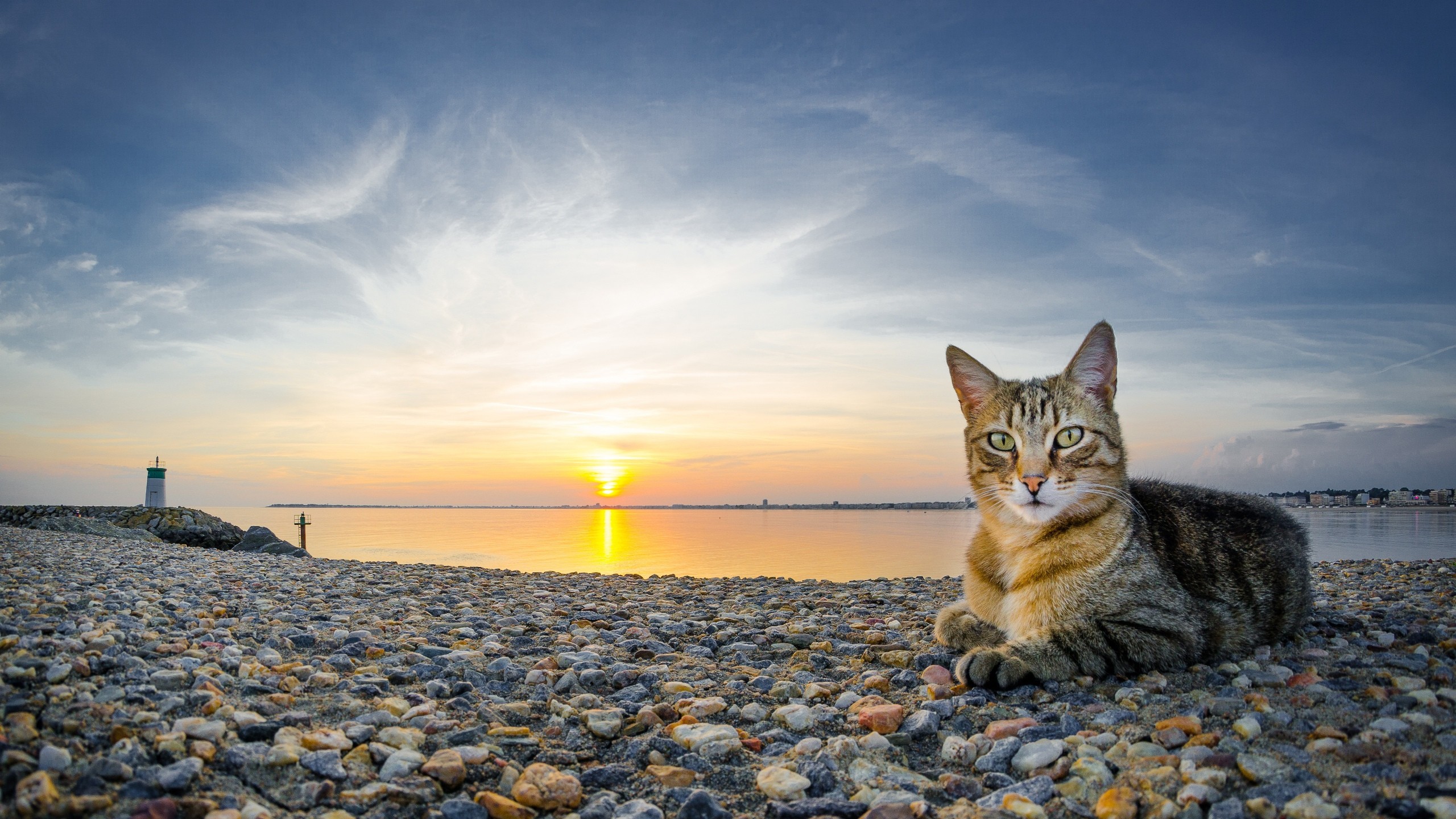 The cat lies on the shingle beach at sunset wallpapers and images ...