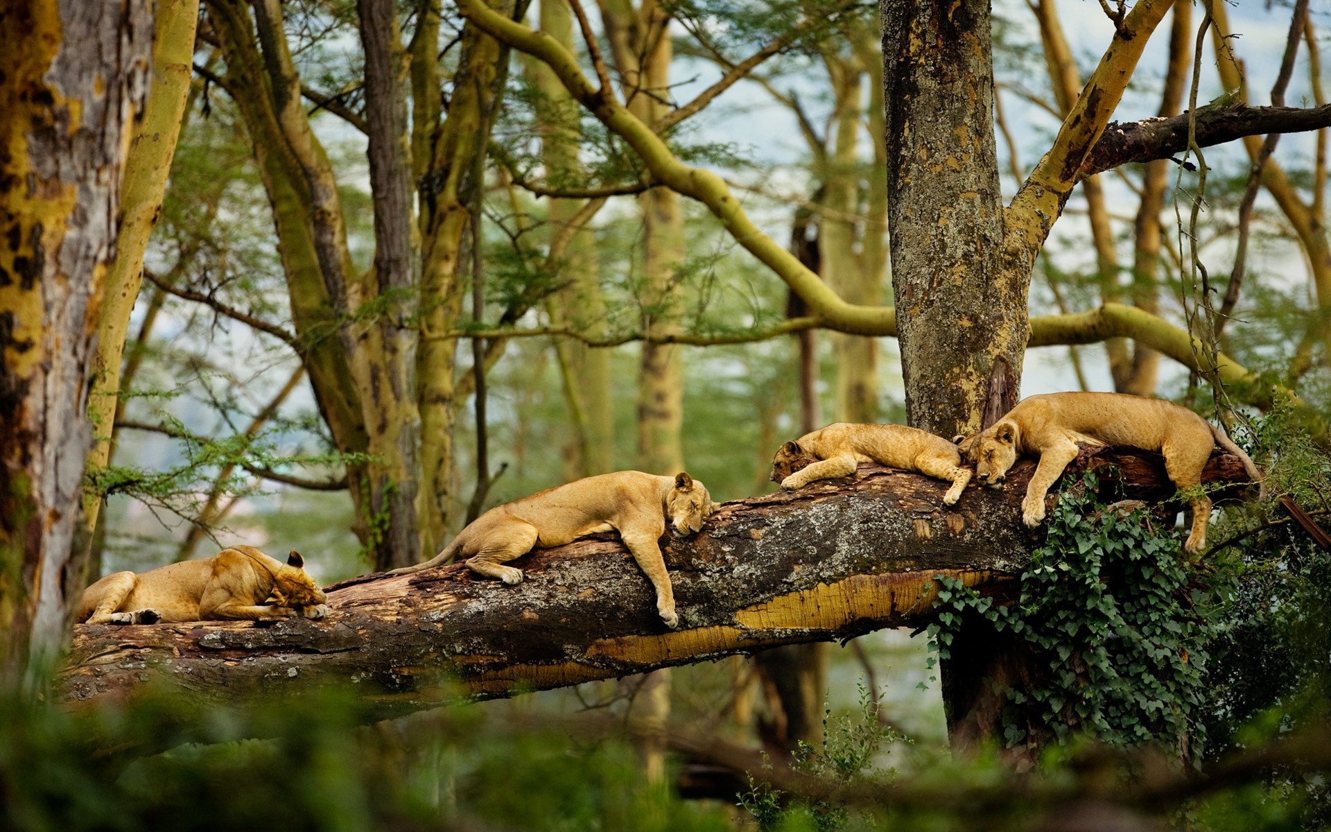 Lions resting on a tree in the jungle wallpapers and images ...