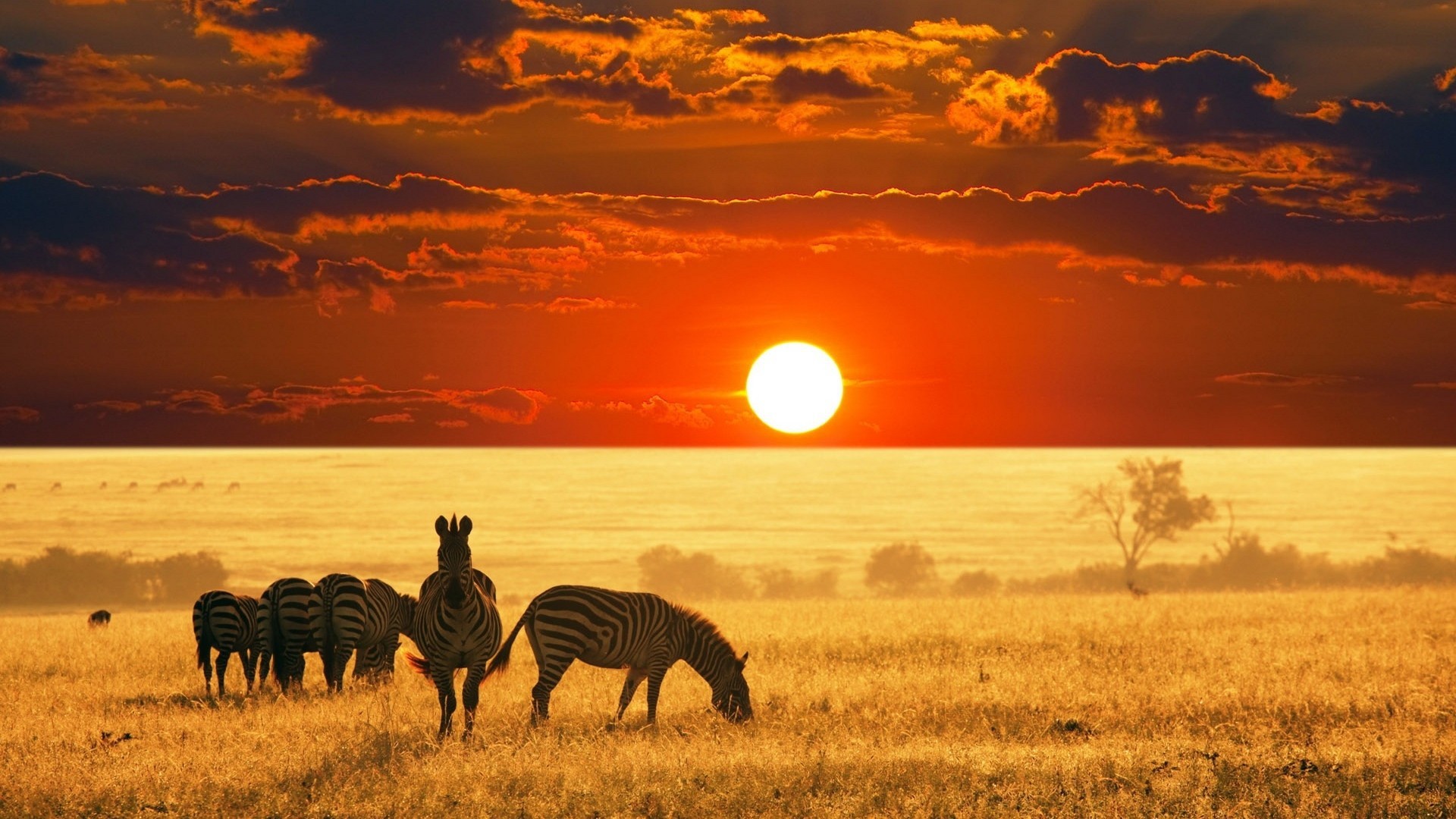Zebras in a field at sunset, Africa wallpapers and images - wallpapers ...