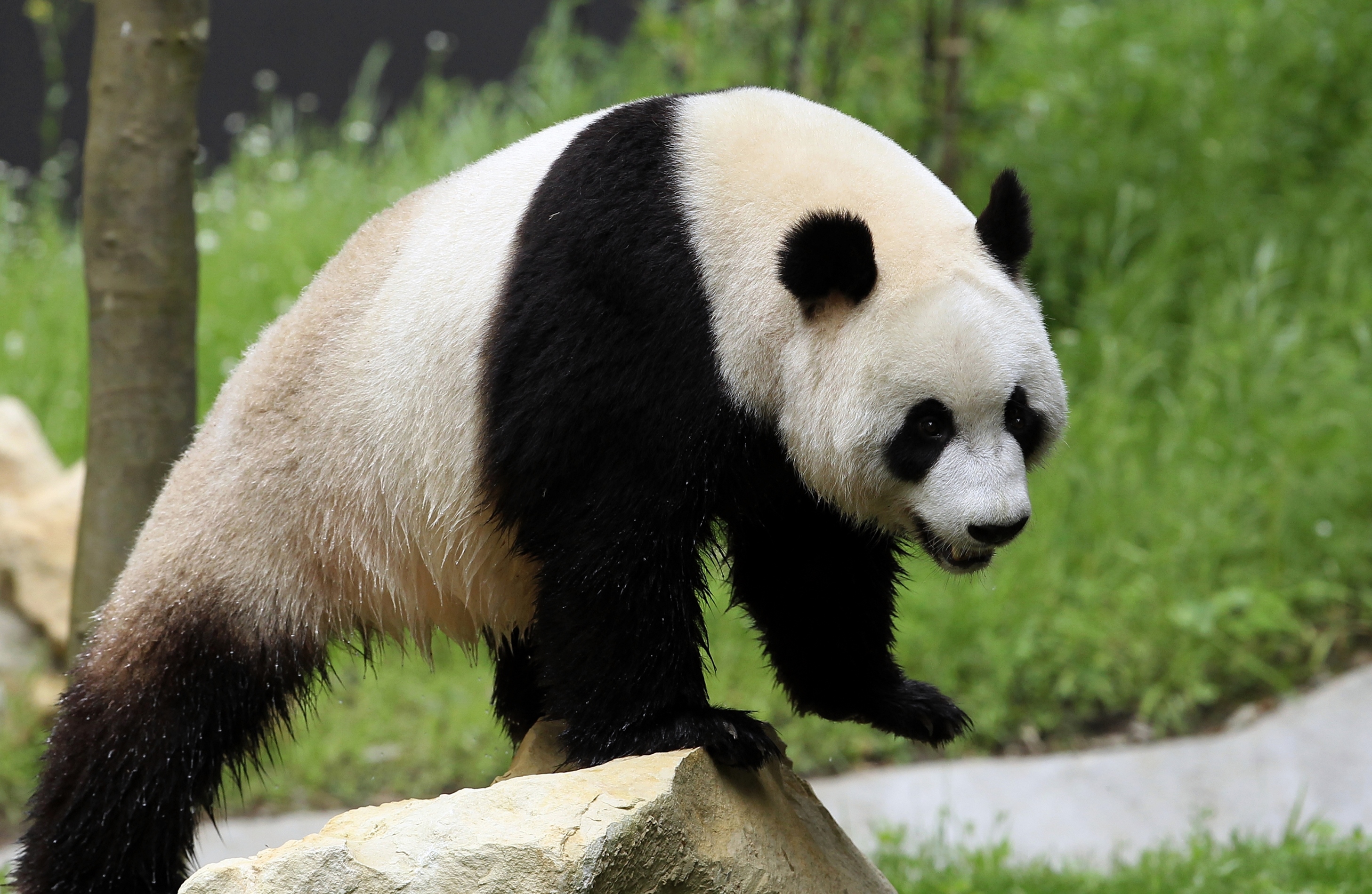panda bear standing