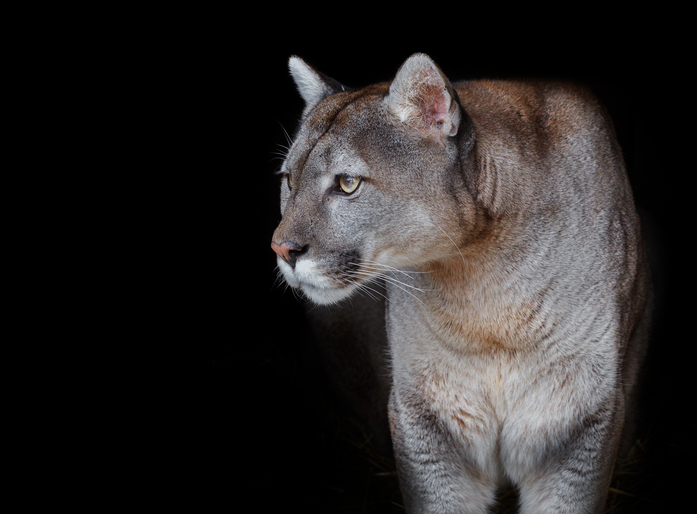 cougar black background