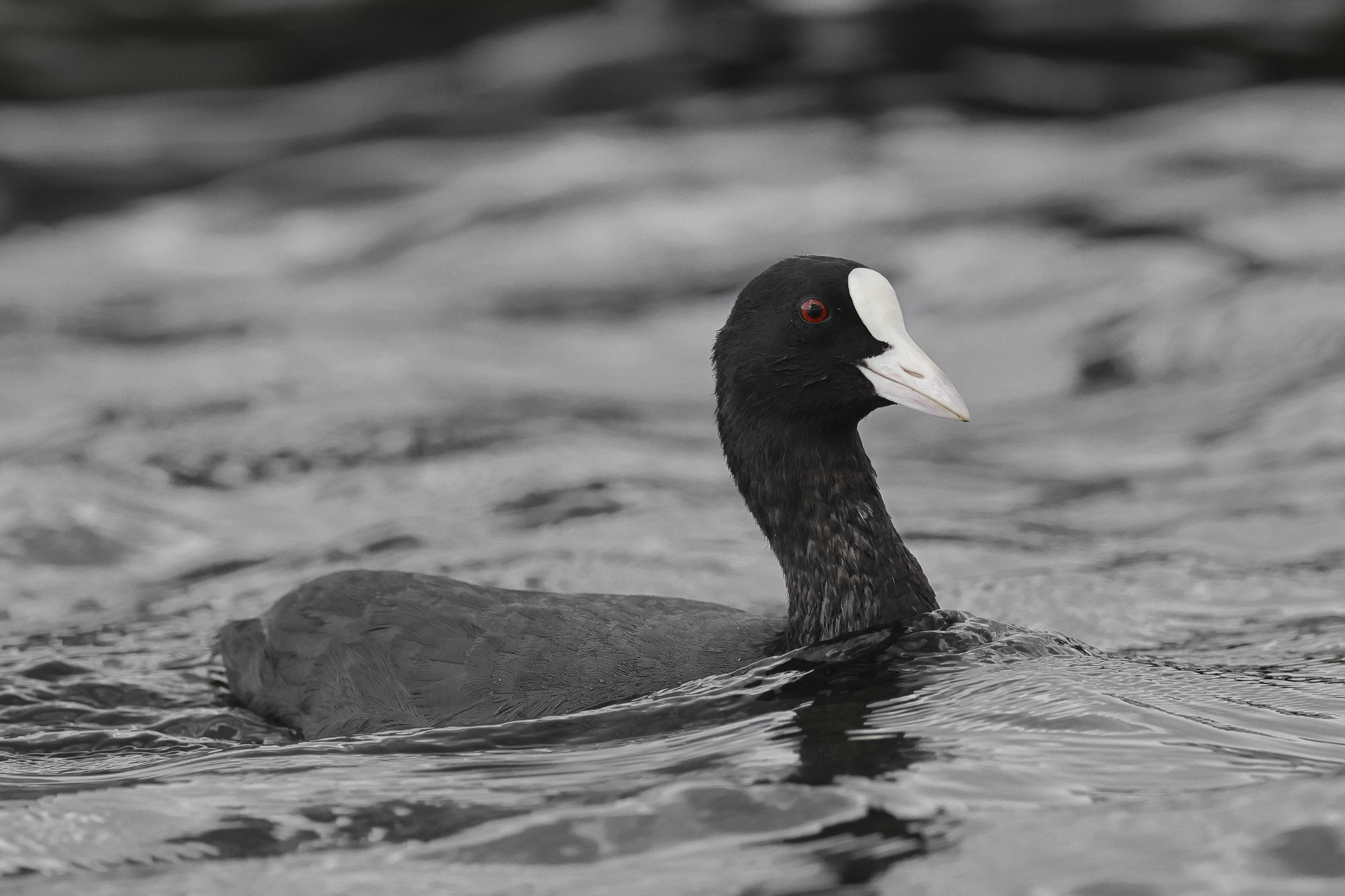 Птицы - фото обои на рабочий стол, картинки с птицами