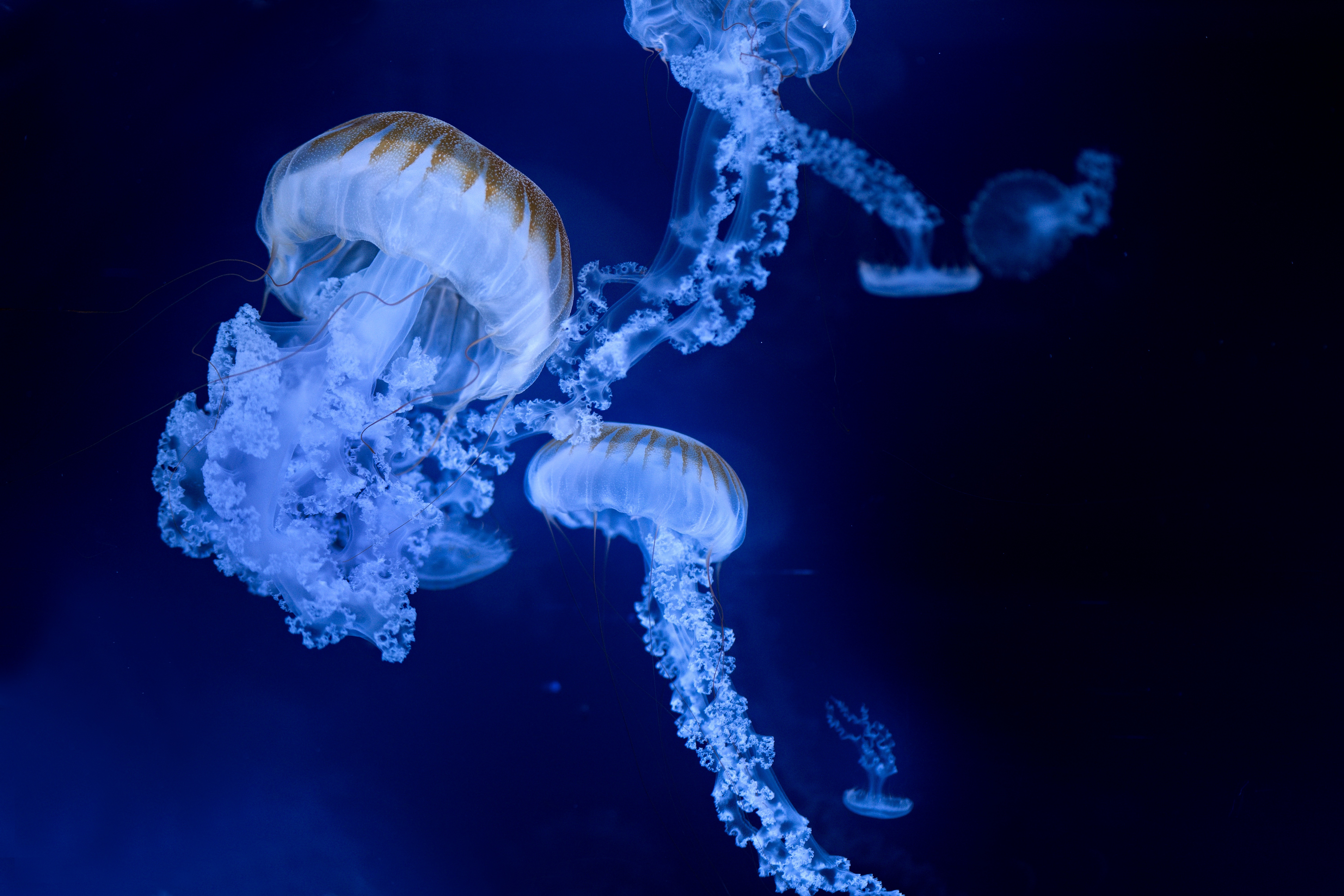 jellyfish background computer