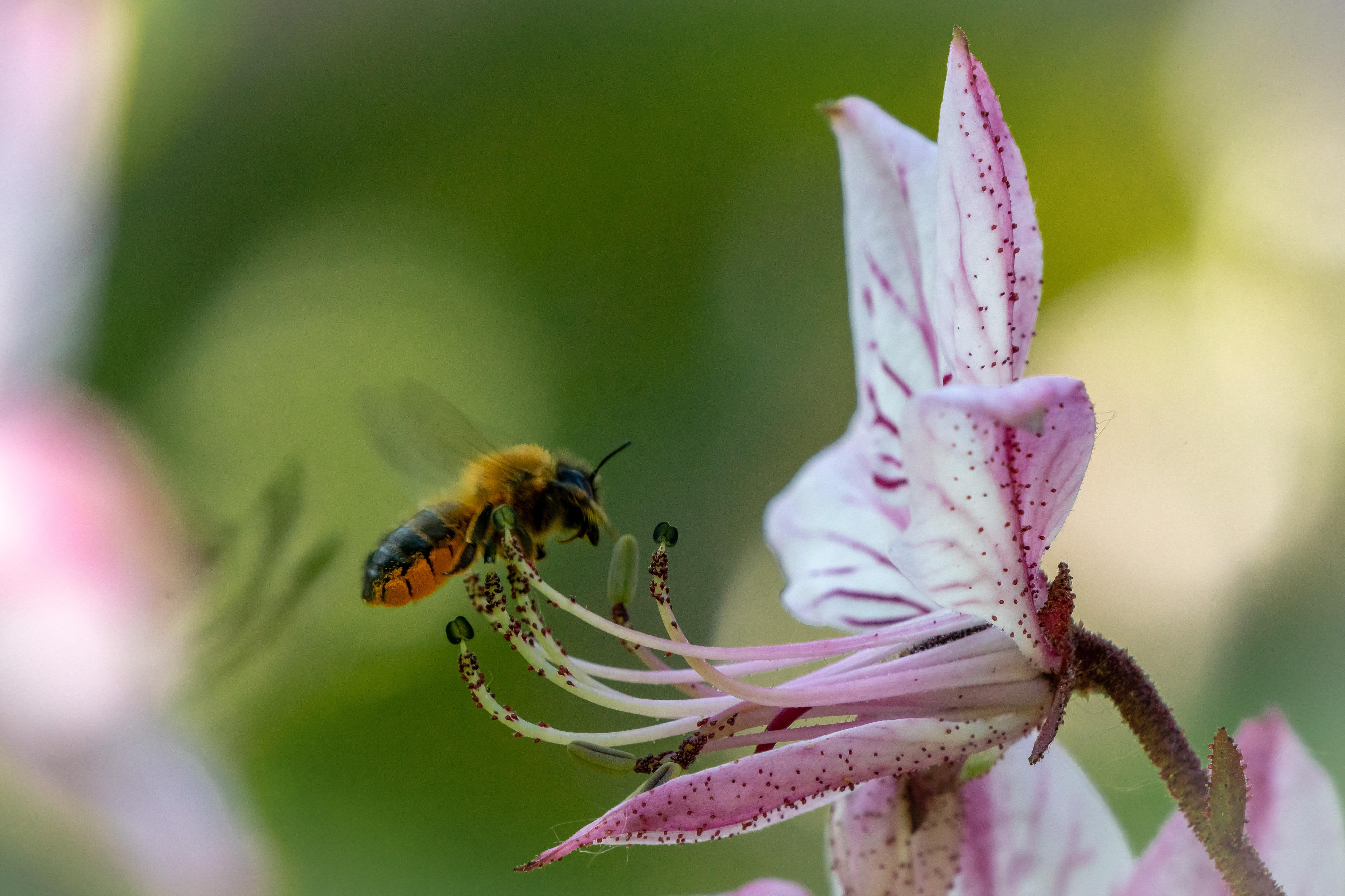 Пчела кружит у розового цветка лилии - обои для рабочего стола ...